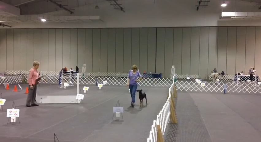 Indy_DebbieKaminski | Oriole Dog Training Club