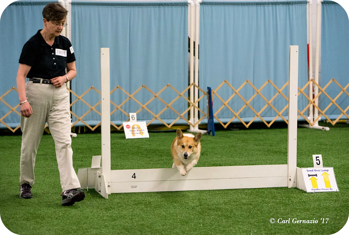 August 24-26, 2018 AKC Rally & Obedience Premium is Now Available ...