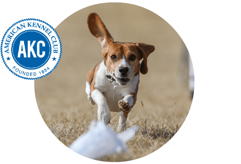 AKC Fast CAT Test Information Page | Oriole Dog Training Club