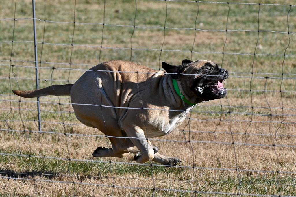 AKC Fast CAT Test Information Page | Oriole Dog Training Club