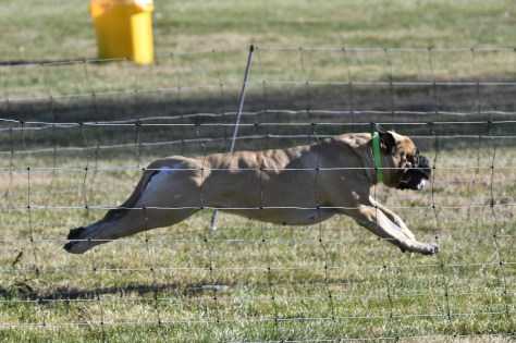AKC Fast CAT Test Information Page | Oriole Dog Training Club
