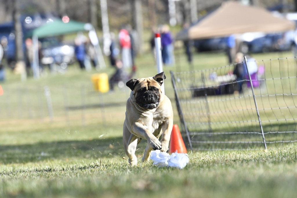 AKC Fast CAT Test Information Page | Oriole Dog Training Club