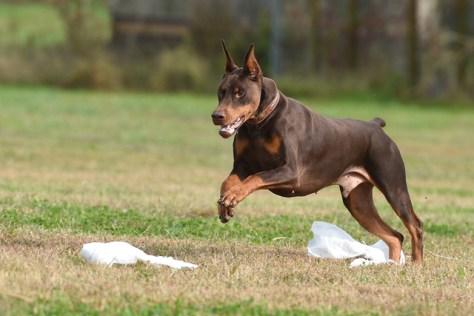 AKC Fast CAT Test Information Page | Oriole Dog Training Club